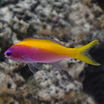 Anthias – Candy Corals