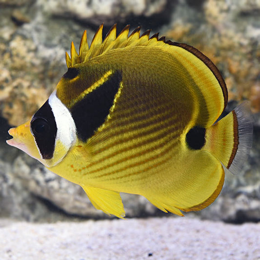 Butterflyfish – Candy Corals