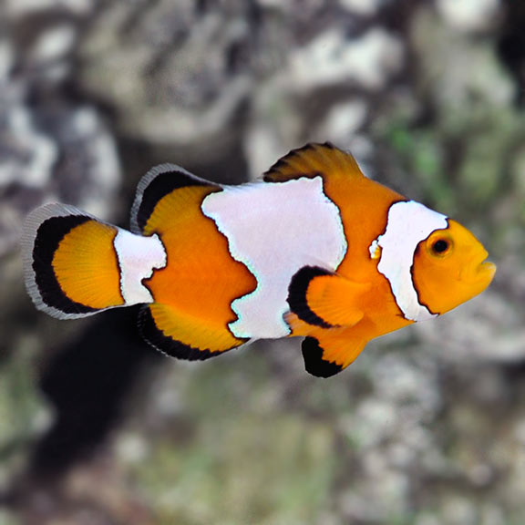 Clownfish – Candy Corals