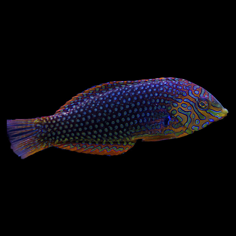 Wrasse – Candy Corals