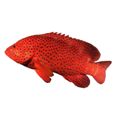 Buy Corals fish online | Aquarium fishes| Saltwater fish for sale ...