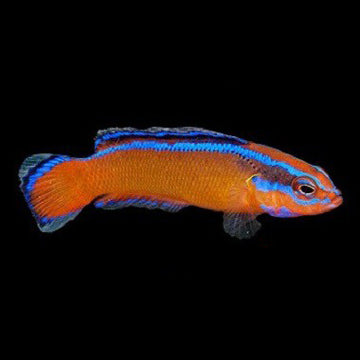 Dottybacks – Candy Corals