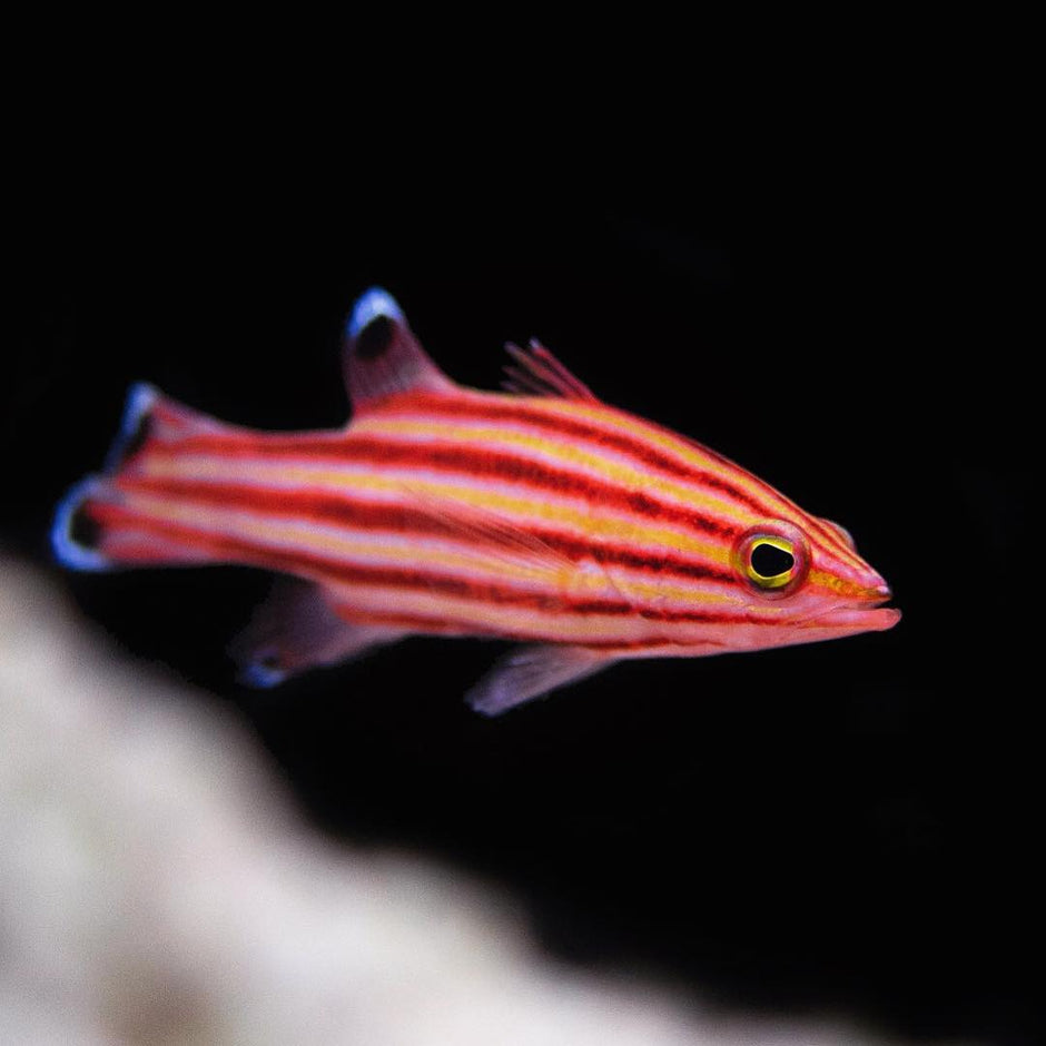 Basslets – Candy Corals