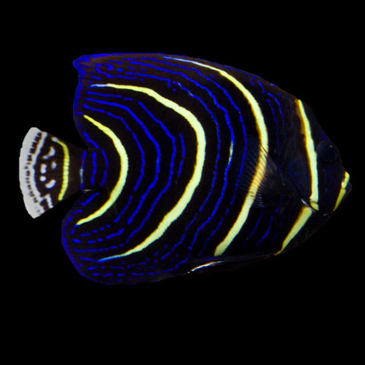 Buy Corals fish online | Aquarium fishes| Saltwater fish for sale ...