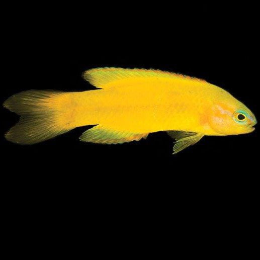 Buy Corals fish online | Aquarium fishes| Saltwater fish for sale ...